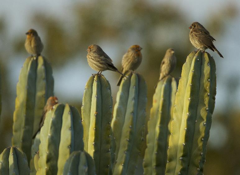 Sunnylands Center & Gardens opens new season with a riveting look at ...